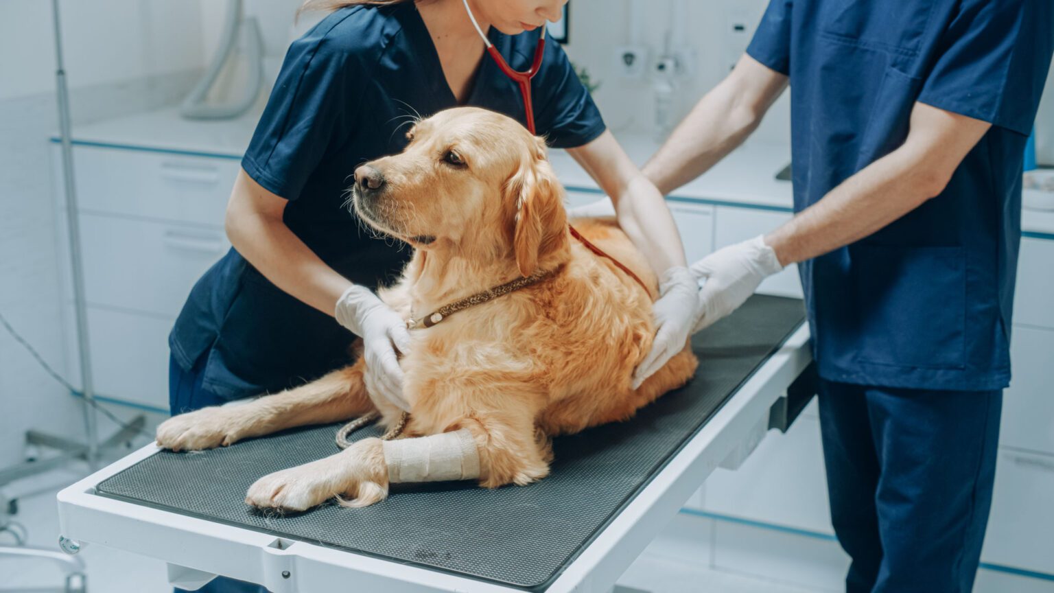 Cat Neuter & Protect Package - Gaston Veterinary Hospital & Carolina ...